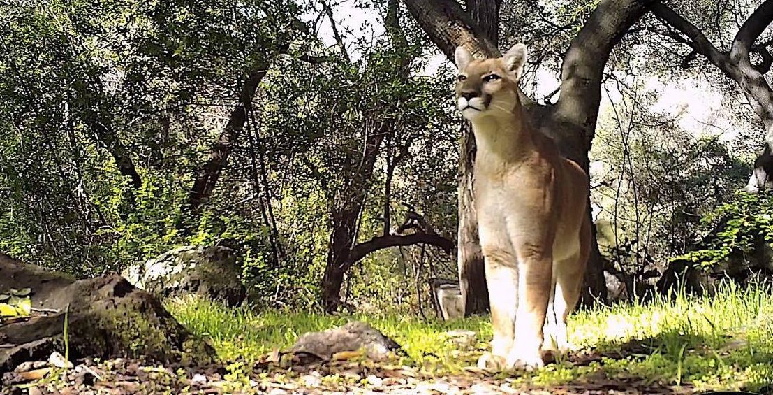 Mountain Lion Strikes a Pose in Latest Footage Above Glendora ...